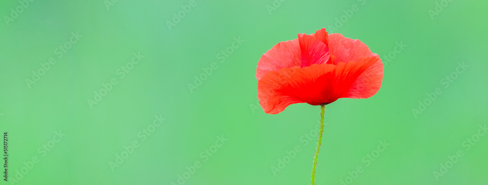 Flowers poppies blossom on wild field. Remembrance day concept ...