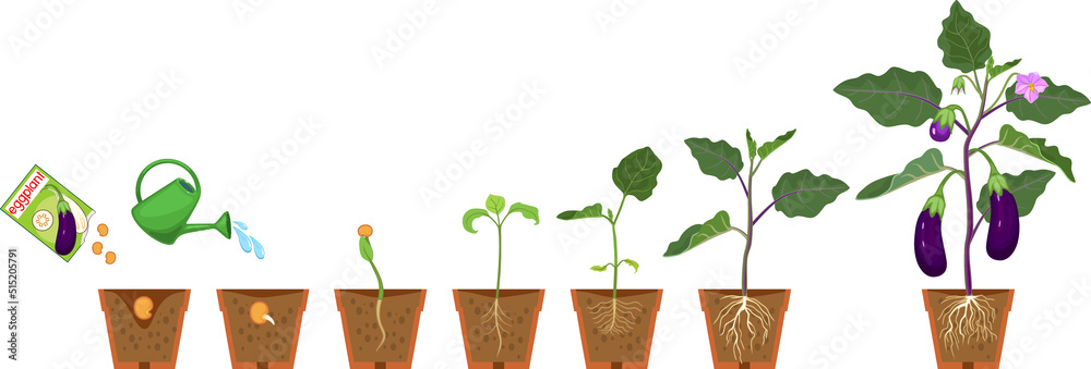 Life cycle of eggplant plant. Growth stages from seeding to flowering ...