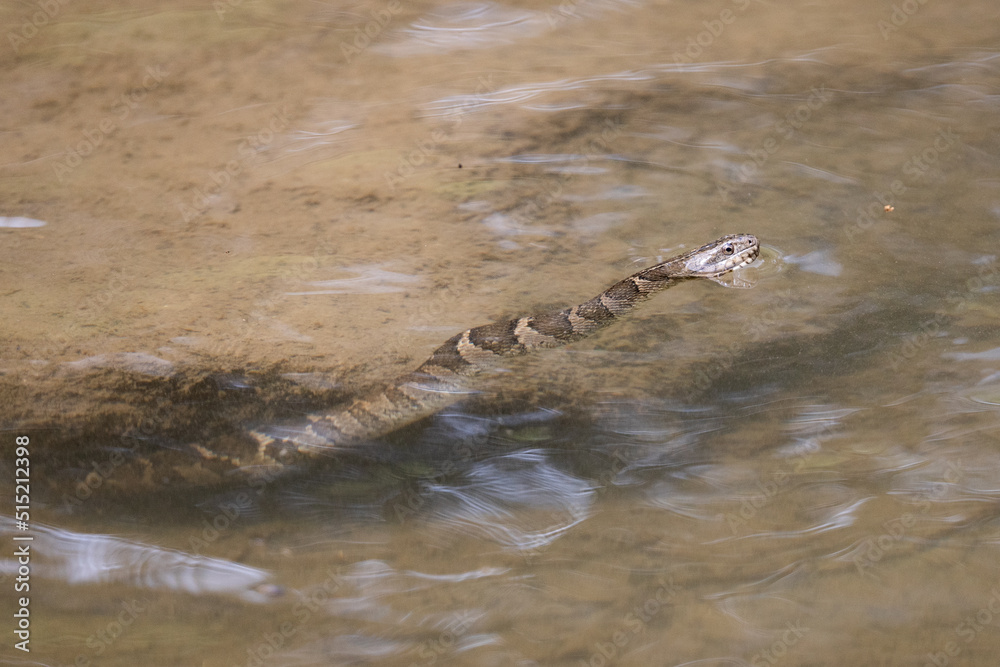 Foto de Common Watersnake coming out of hiding under a river rock do ...