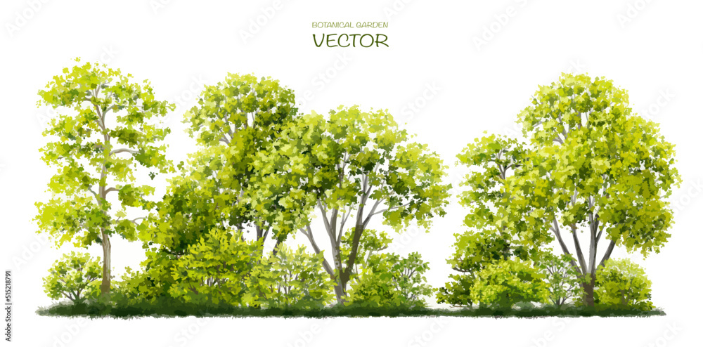 Vector watercolor of tree or forest side view isolated on white ...
