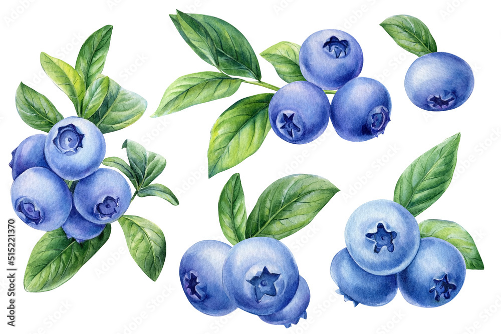 Set of blueberries on isolated white background, watercolor berries ...