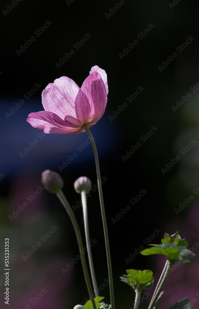 One pink Japanese anemone flower showing the petals, stamen and pollen ...
