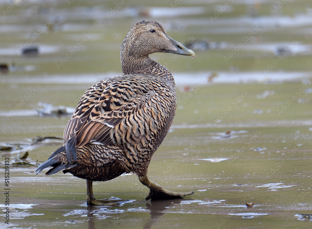 The common eider, also called St. Cuthbert's duck or Cuddy's duck, is a ...
