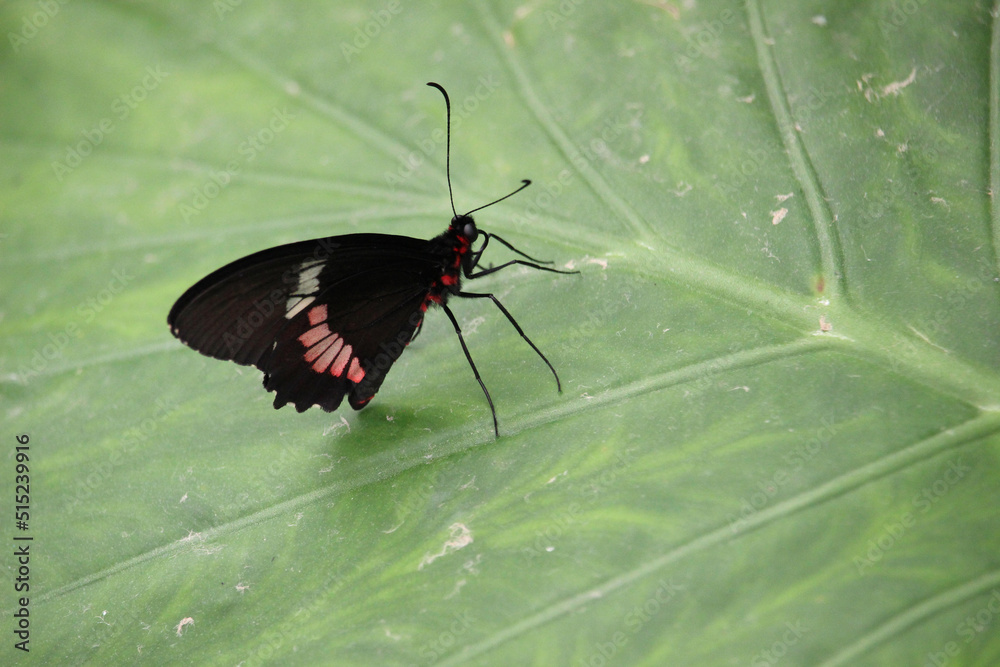 Butterfly called Parides iphidamas, the Iphidamas cattleheart or ...