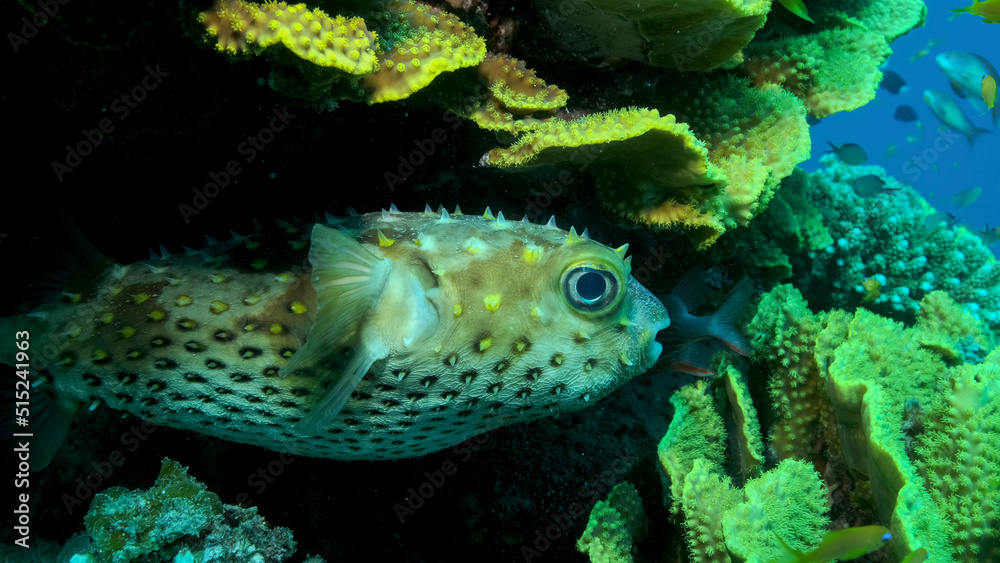 Porcupinefish is hiding under under Lettuce coral. Ajargo, Giant ...