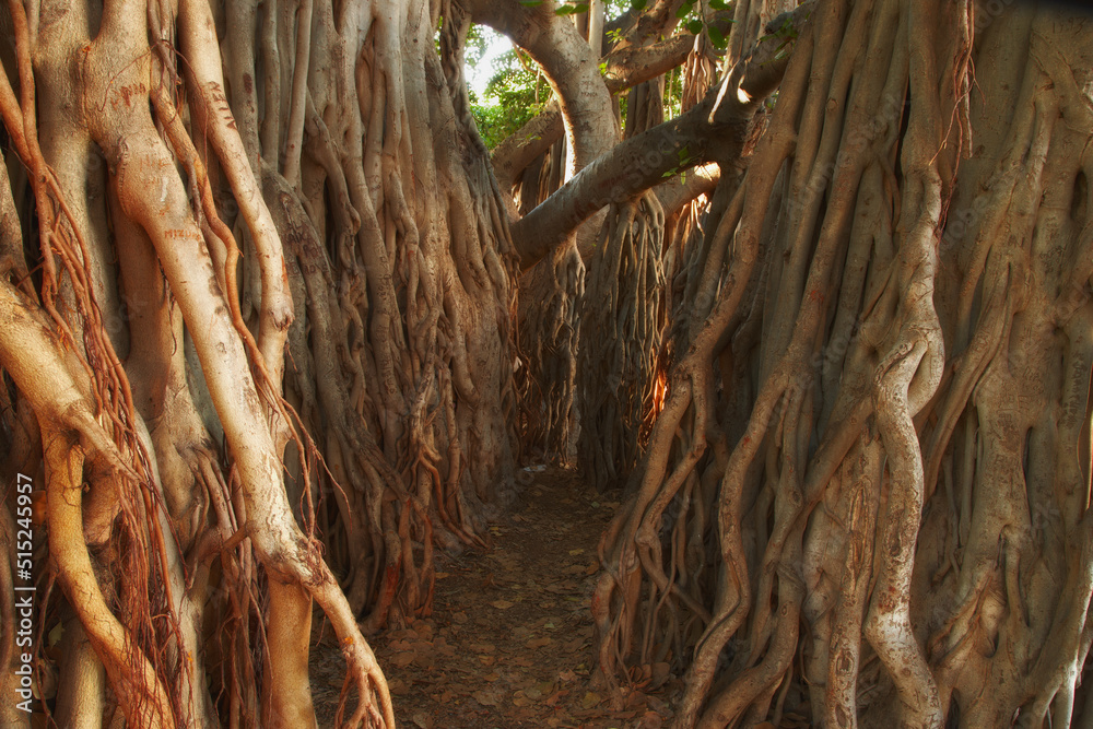 Old massive tree in the forest with its trunk covered with its root. A ...