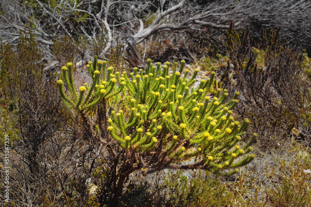 Fynbos in Table Mountain National Park, Cape of Good Hope, South Africa ...