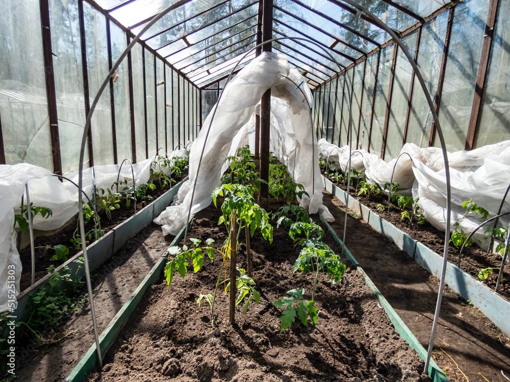 Glass greenhouse with small tomato plant seedlings growing in a wet ...