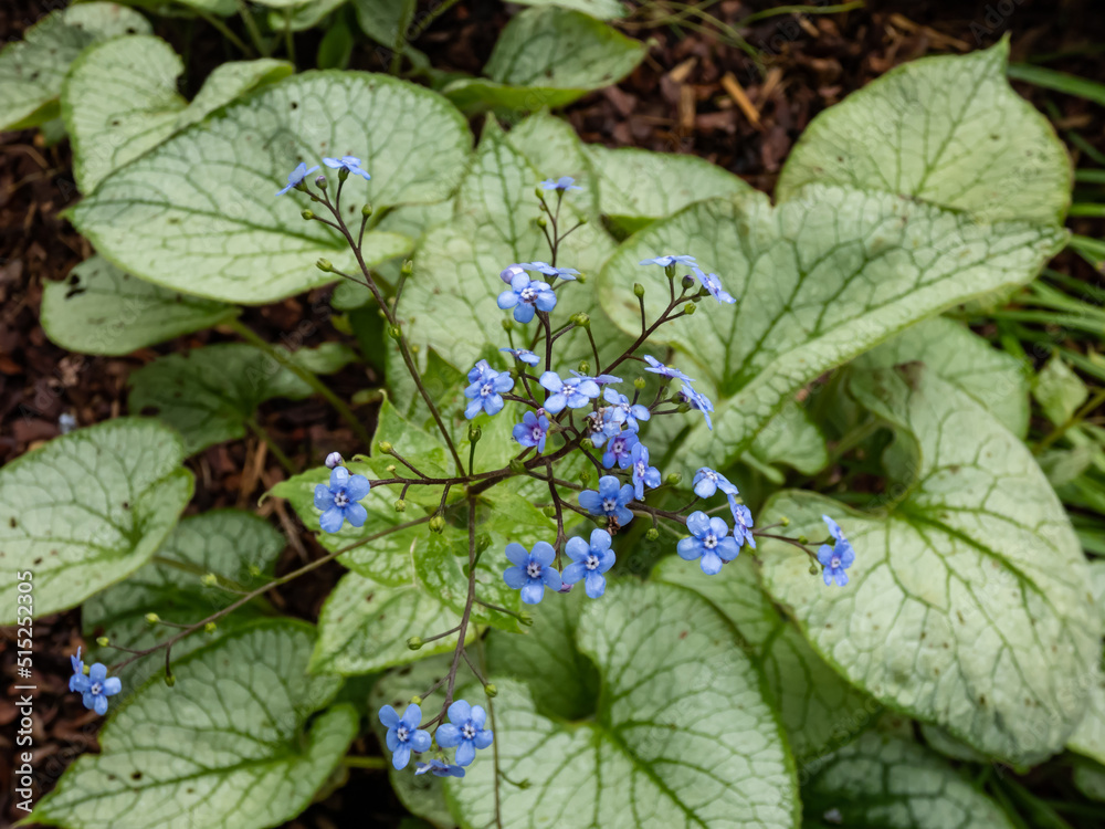 Siberian bugloss (Brunnera macrophylla) 'Jack Frost' with large, heart ... Siberian bugloss (Brunnera macrophylla) 'Jack Frost' with large, heart ...