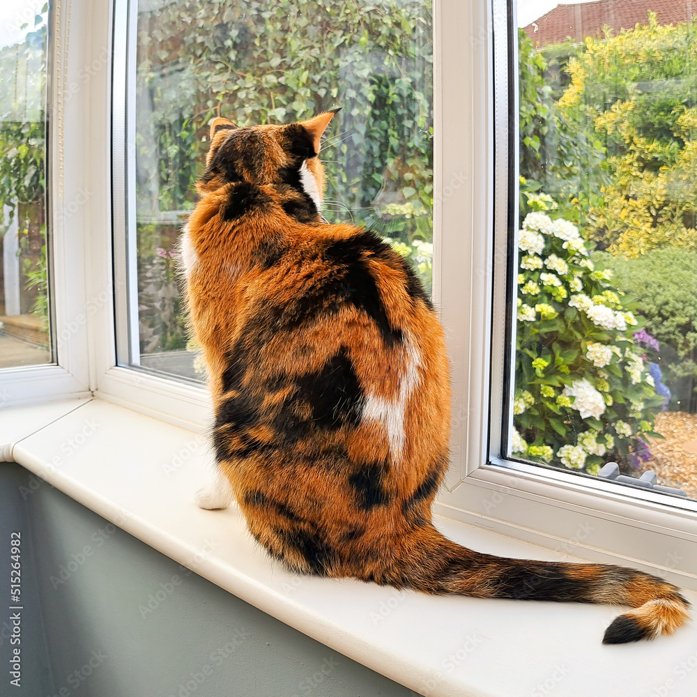 Life through the window, beautiful calico cat looks at the garden ...