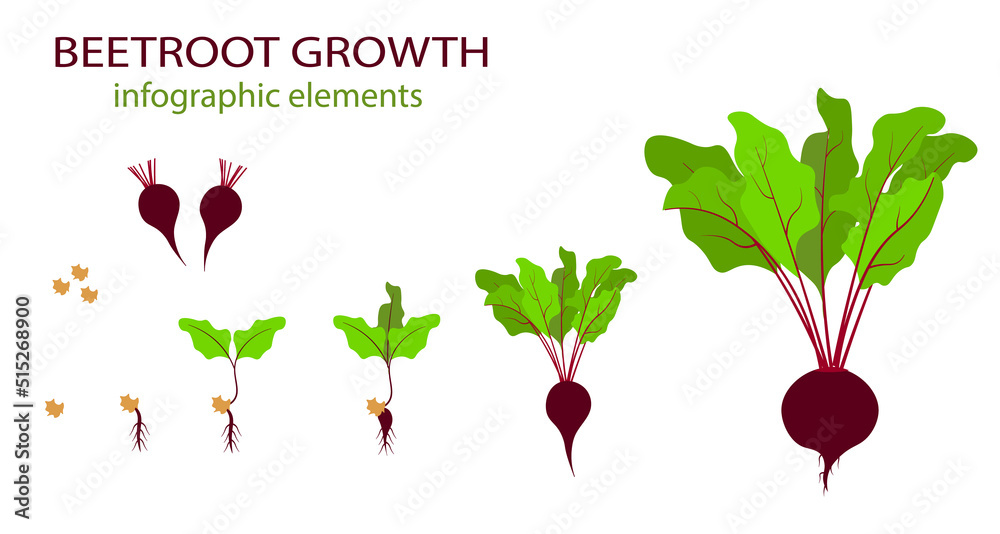 Growth stages of beetroot plant. Vector illustration. Cucumis melo ...