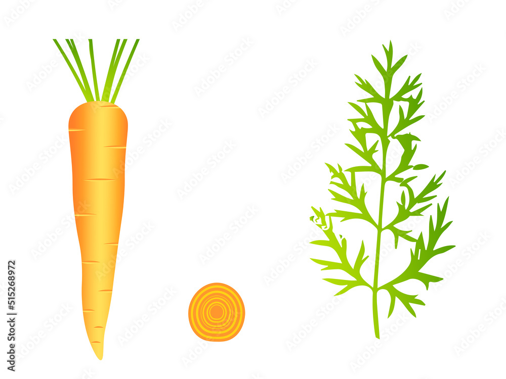 Orange carrot with leaf isolated on white background. Carrot vector ...