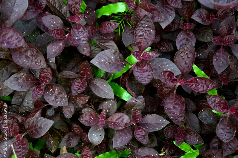 Purple alternanthera brasiliana leaves plant in nature. Purple Prince ...
