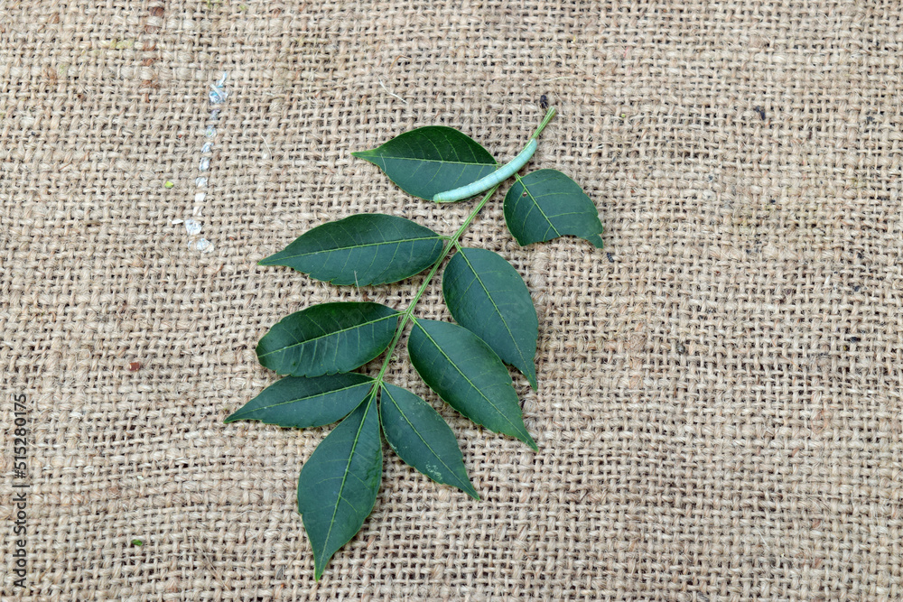 Neem leaves with small insect on jute fabric background. Neem leaves ...