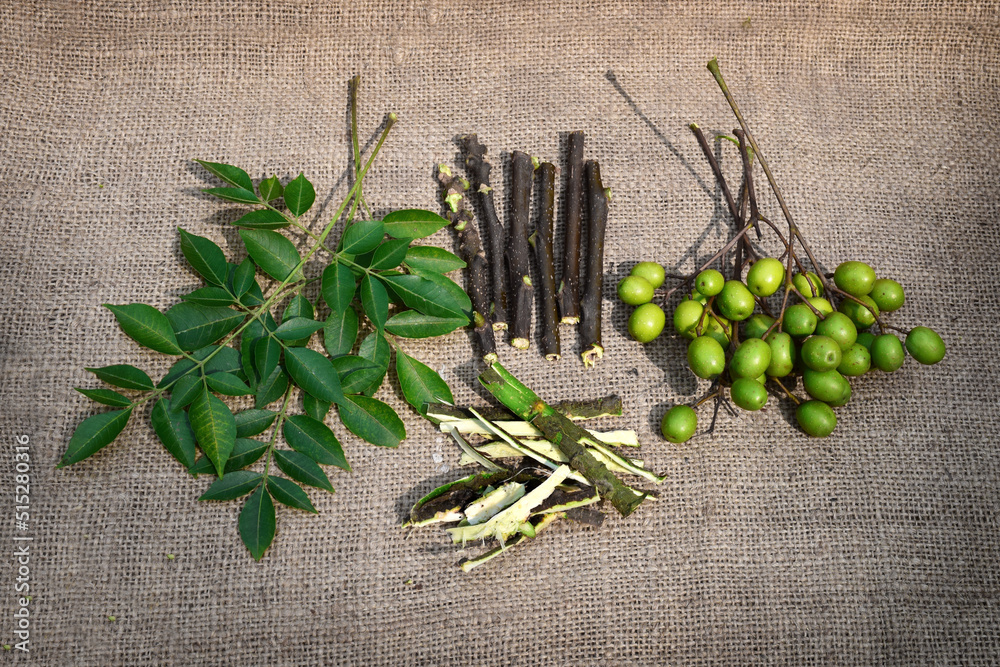 Neem Fruits and leaf for ayurvedic medicinal herbs. The fruits, leaves ...