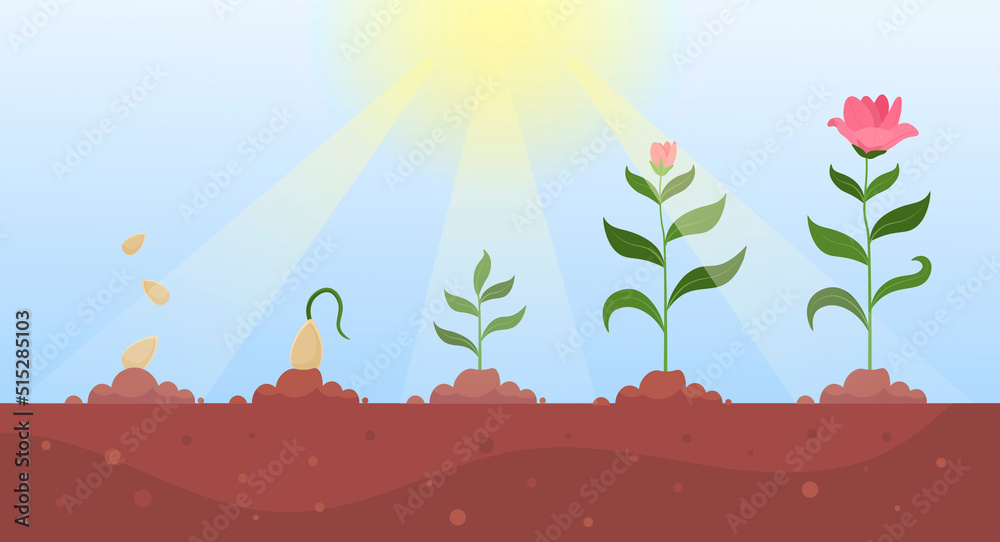 Stages of sowing. Flower grows over time, turning sprout into full ...