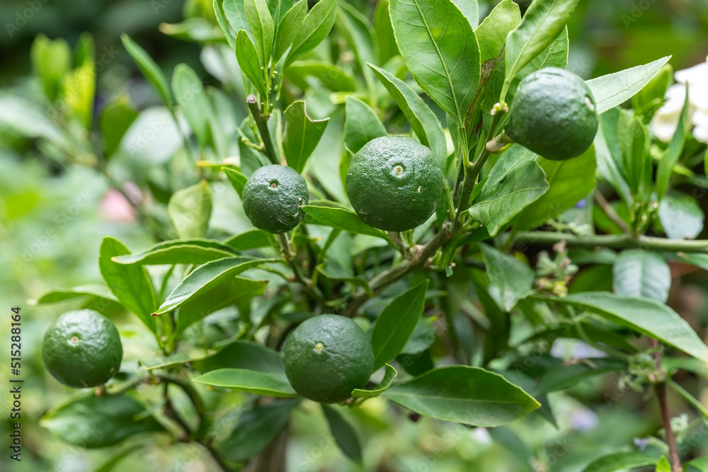 Citrus unshiu 'Miyakawa was', a Japanese Mikan or satsuma mandarin ...