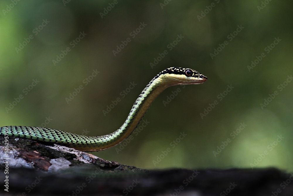 Golden Tree Snake (Chrysopelea ornata), Close-up shot of a snake ...