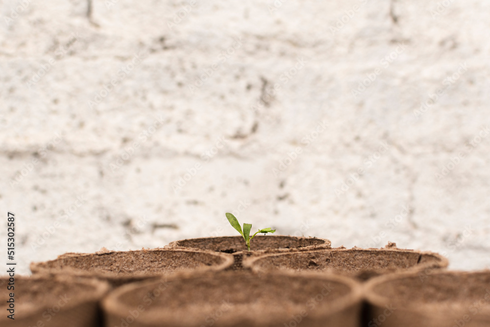 ecological seedlings arranged on a white table and a white background ...