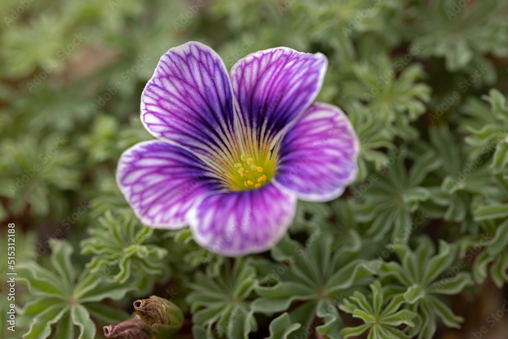 Purple flower seaside petunia calibrachoa parviflora at RHS Garden ...