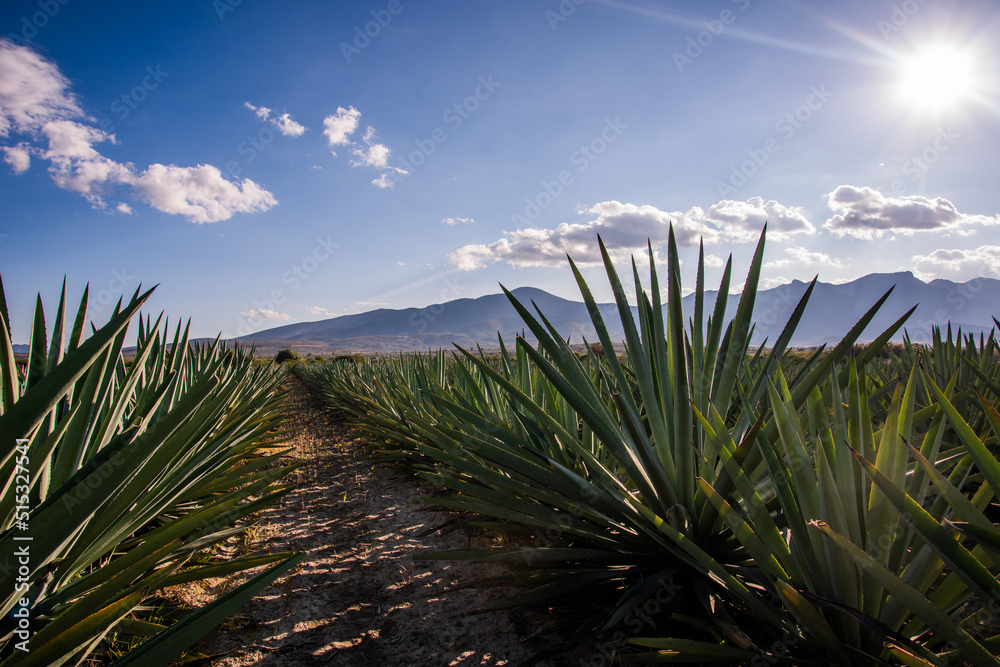 Campo de agave espadín para destilado mezcal y tequila Stock Photo ...