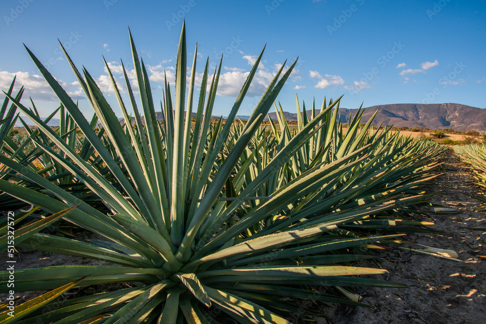 Campo de agave espadín para destilado mezcal y tequila foto de Stock ...