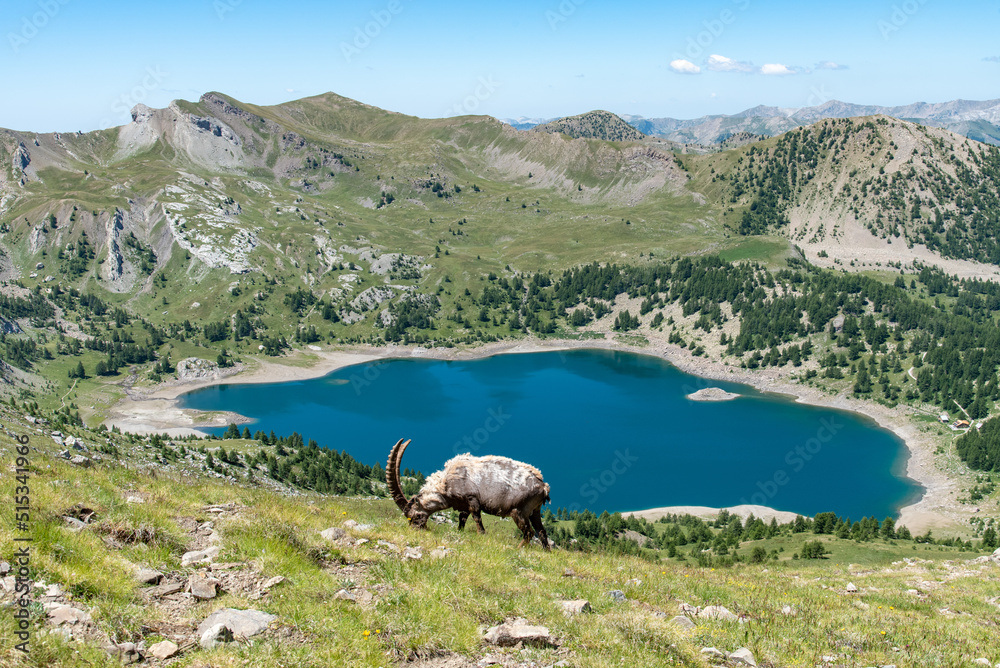 Bouquetin mâle devant le lac d'Allos dans le Parc National du ...