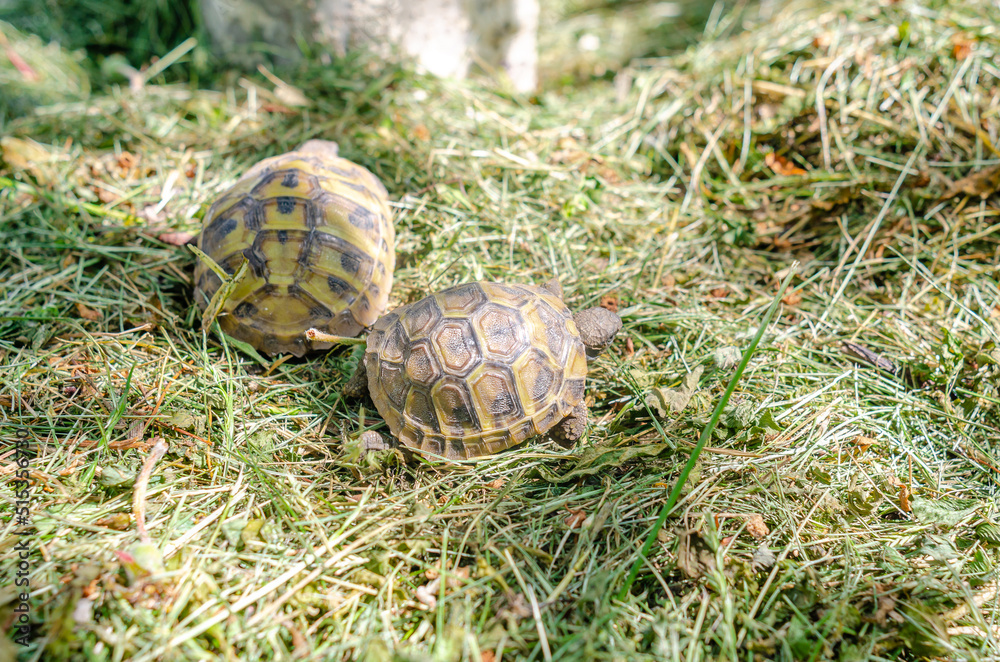 Little pets on a turtle farm. Breeding and care of amphibians. Spotted ...