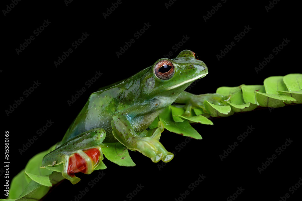 Rhacophorus dulitensis closeup on green leaves, Jade tree frog closeup ...