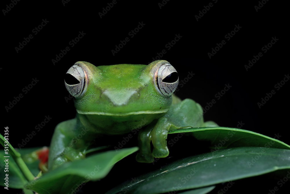 Rhacophorus dulitensis closeup on green leaves, Jade tree frog closeup ...
