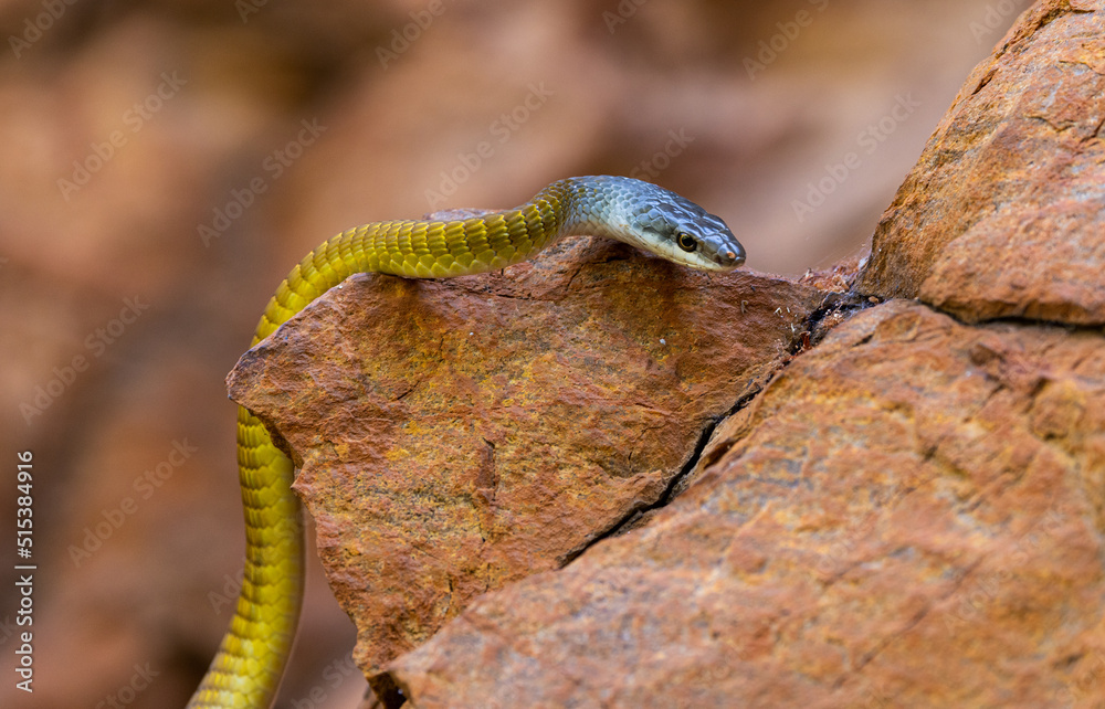 Golden Tree Snake at Amelia Gorge in the Kimberley, Western Australia ...