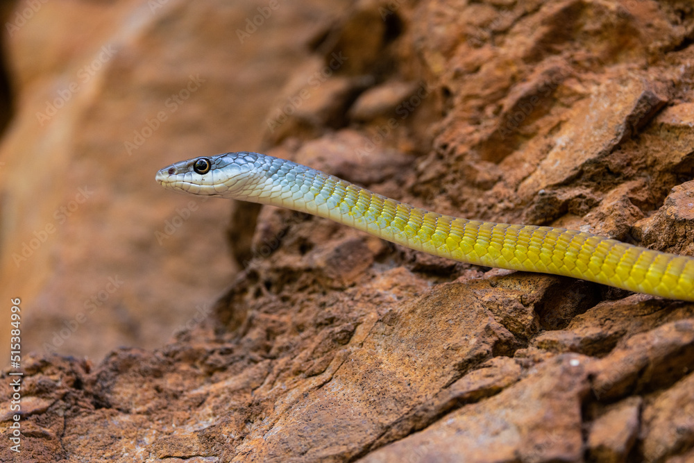 Golden Tree Snake at Amelia Gorge in the Kimberley, Western Australia ...