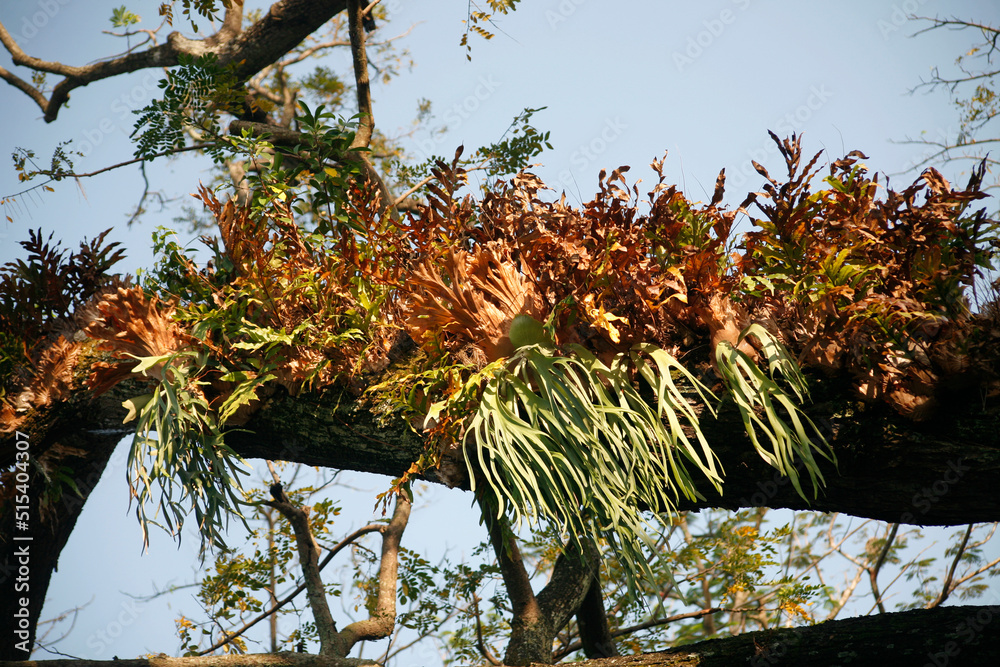 Parasite plants on tree in the park. Asplenium nidus, or Bird Nest Fern ...