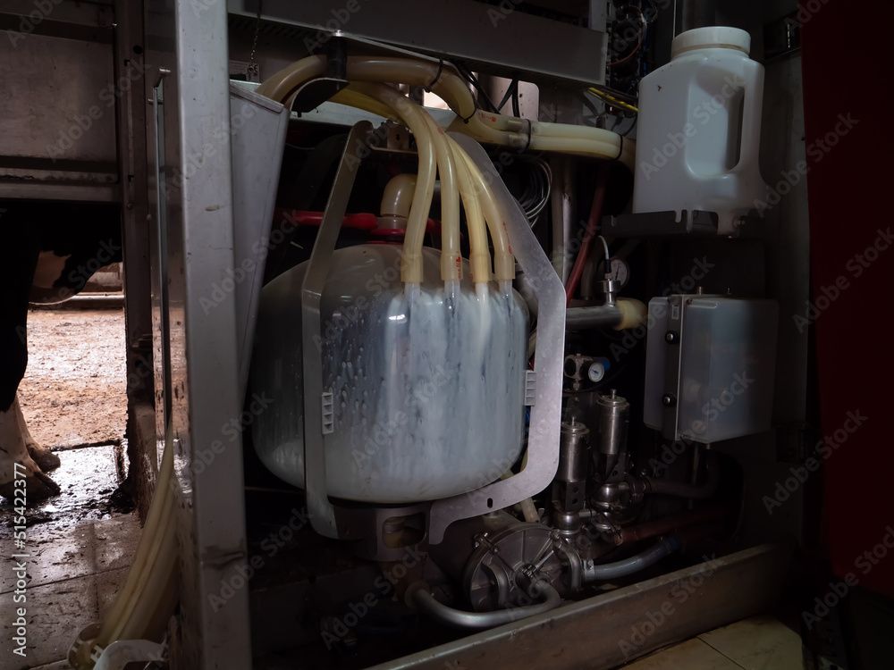 A cow in process of being milked by a robotic machine. Milk flowing ...