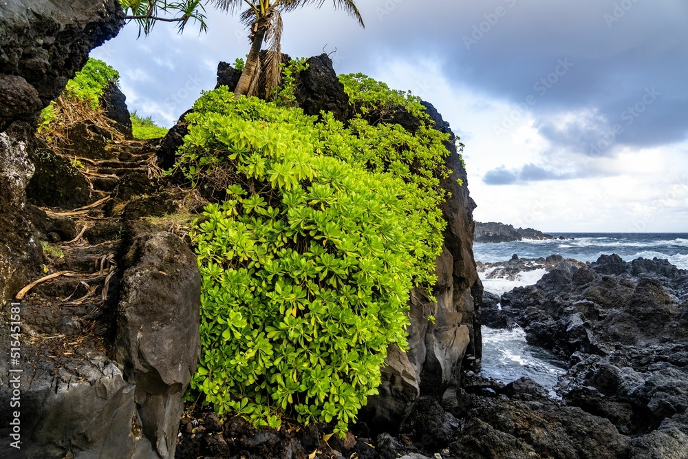 Ancient stairway carved into black volcanic rock with beach naupaka ...