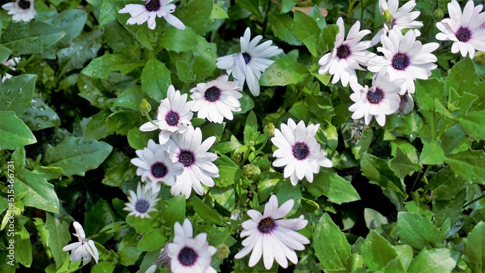 Closeup of Beautiful white flowers of Dimorphotheca pluvialis also ...