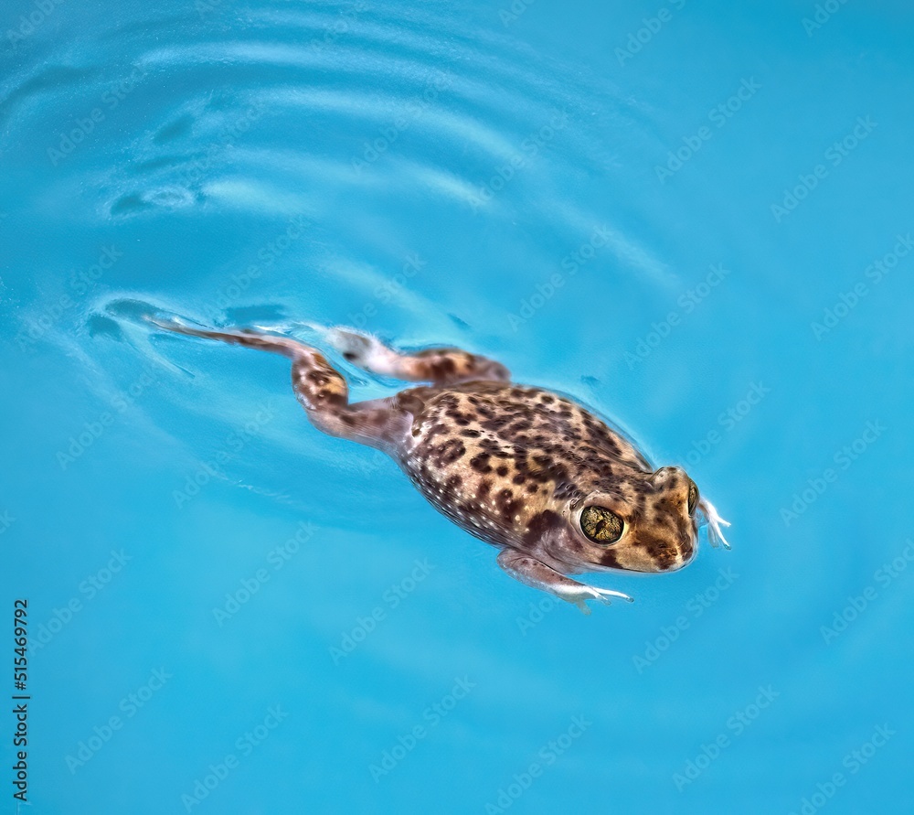 Arizona Toad Emerges from Underground during Monsoon Season and ...