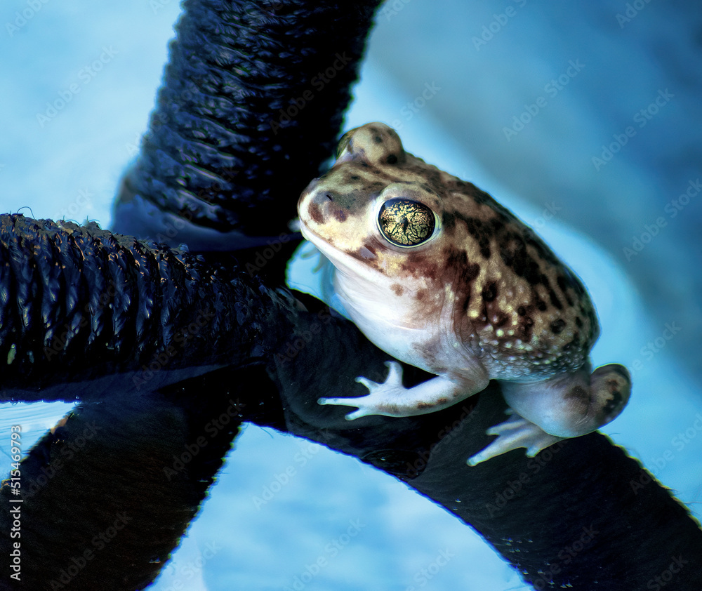 Arizona Toad Emerges from Underground during Monsoon Season and ...