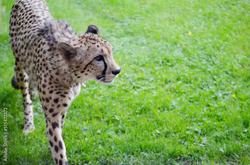 Poster Gepard – Wall Art | UkPosters