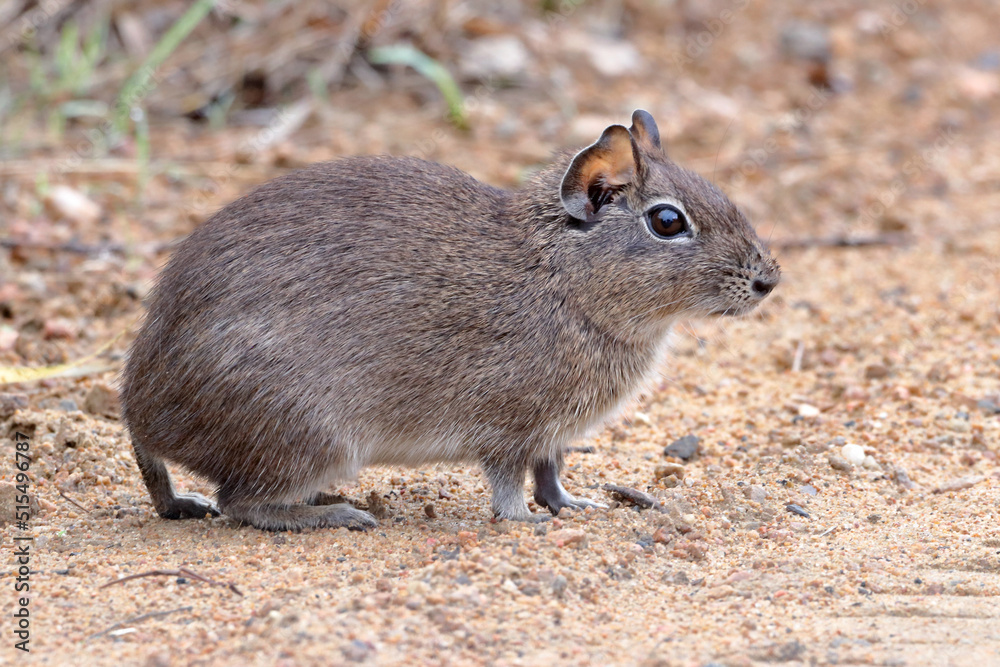 Brazilian guinea pig (Galea spixii) in the midst of wildlife ...