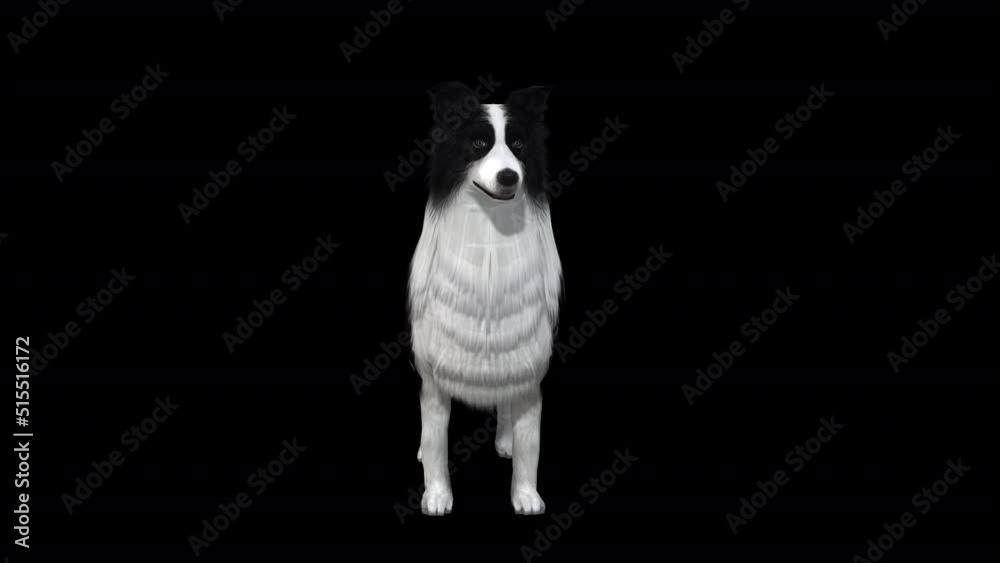 Sheep Dog Idle View From Front, animation. 1920×1080 Pixel. 04 seconds ...