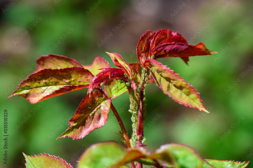 Fresh growth on a rose bush covered with green aphids, causing damage ...