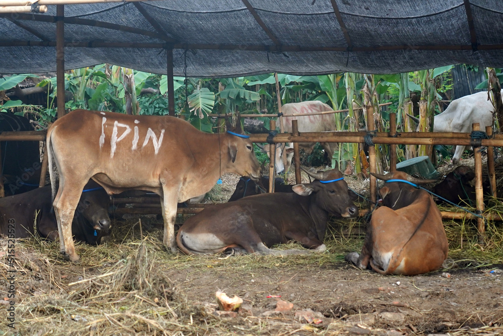 Muslim performing halal slaughtering of cows during Eid Al-Adha Al ...