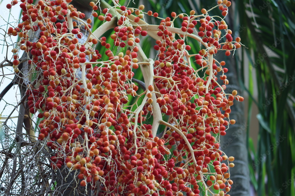Cambodia. Archontophoenix alexandrae, commonly known as Alexandra palm ...