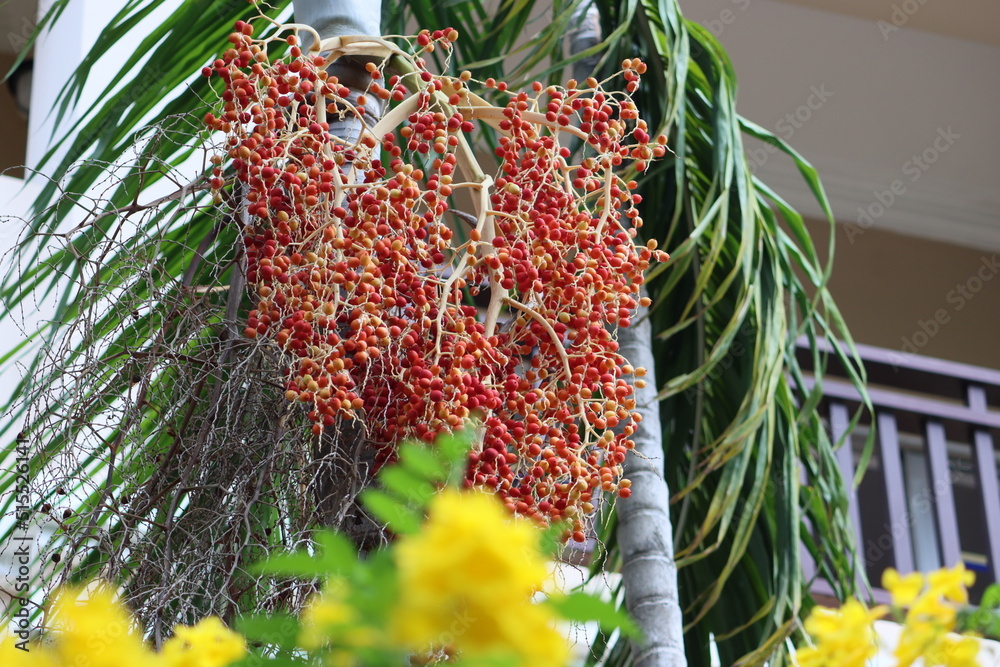 Cambodia. Archontophoenix alexandrae, commonly known as Alexandra palm ...