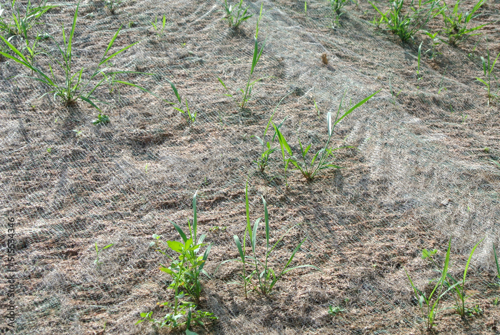 Permanent slope protection with grass using the hydroseed method. The ...