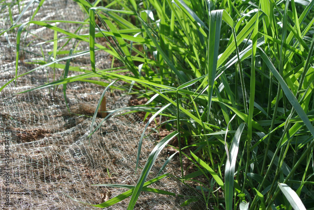 Permanent slope protection with grass using the hydroseed method. The ...