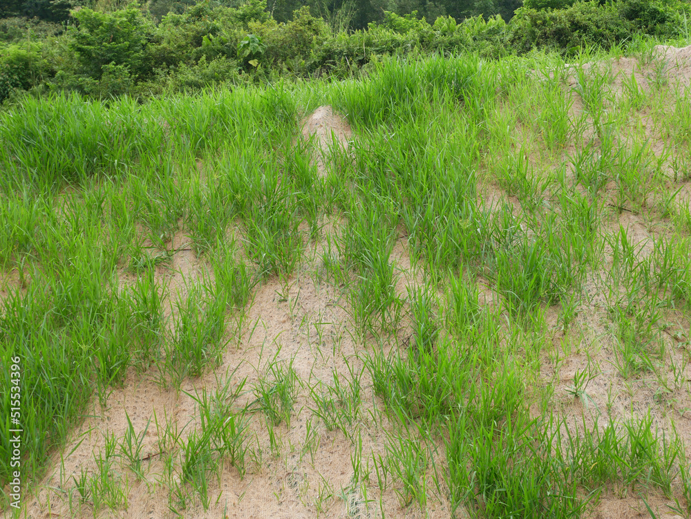 Permanent slope protection with grass using the hydroseed method. The ...