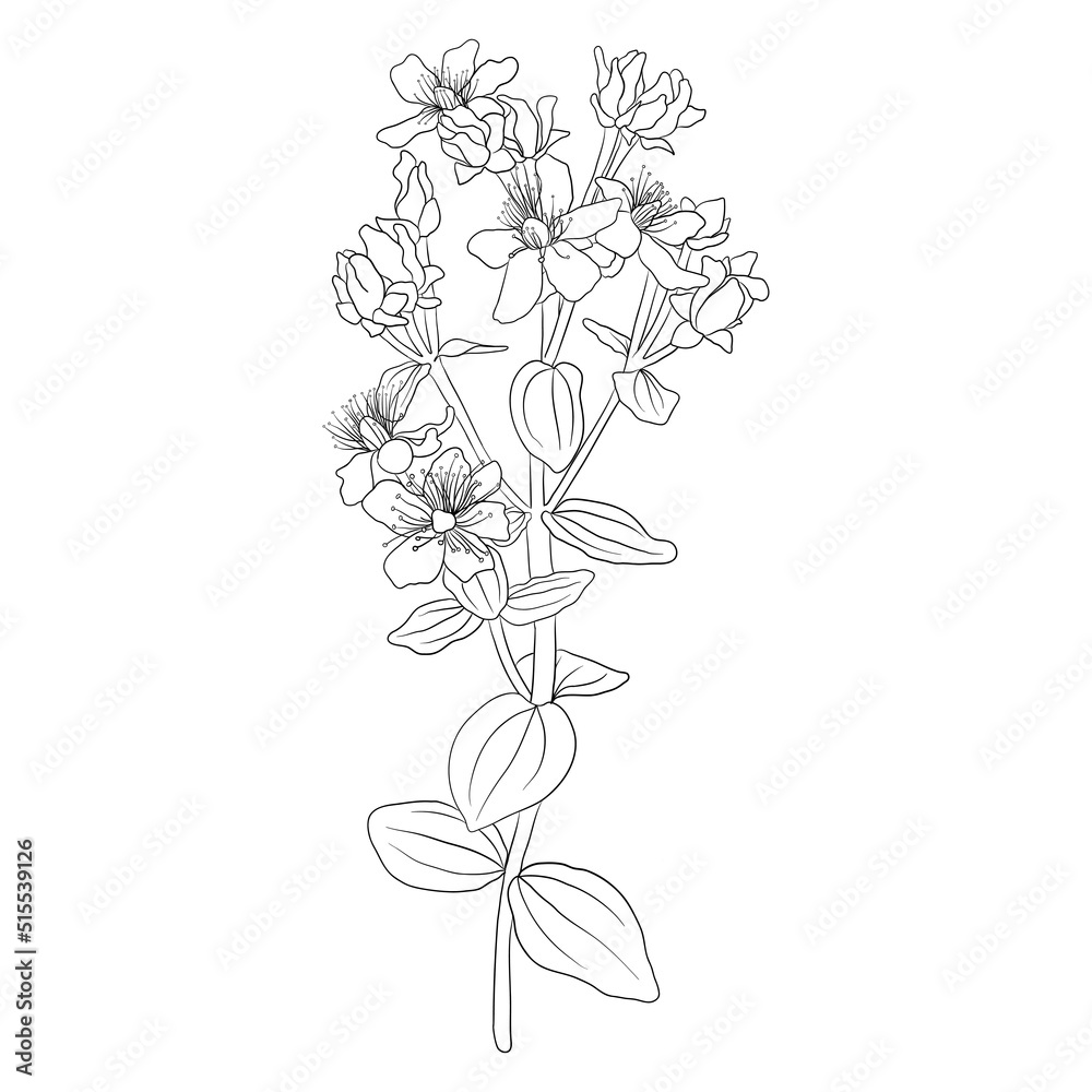 flower of St. John's wort, Hypericum perforatum, vector drawing wild ...