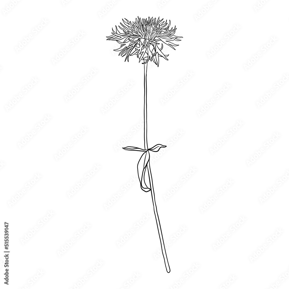 flower of greater knapweed, Centaurea scabiosa, vector drawing wild ...